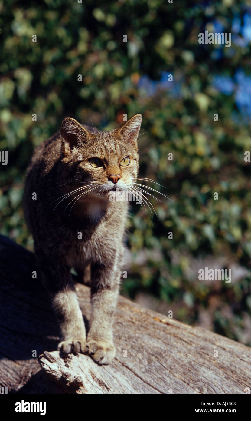 SCOTTISH WILDCAT ON LOG UK Stock Photo - Alamy