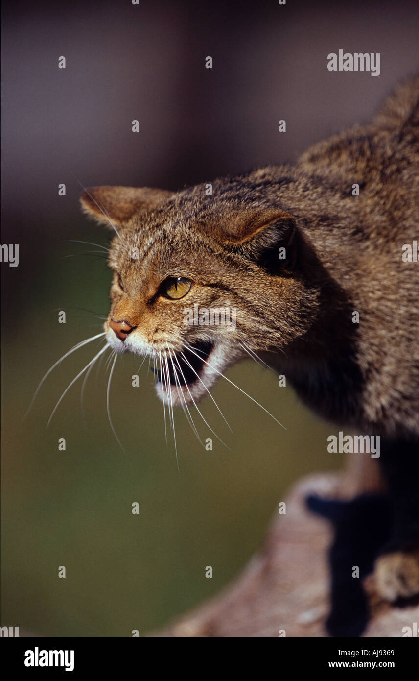 SCOTTISH WILDCAT UK Stock Photo - Alamy