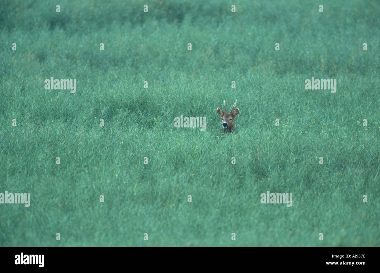 ROE DEER BUCK IN RAPE FIELD UK Stock Photo - Alamy