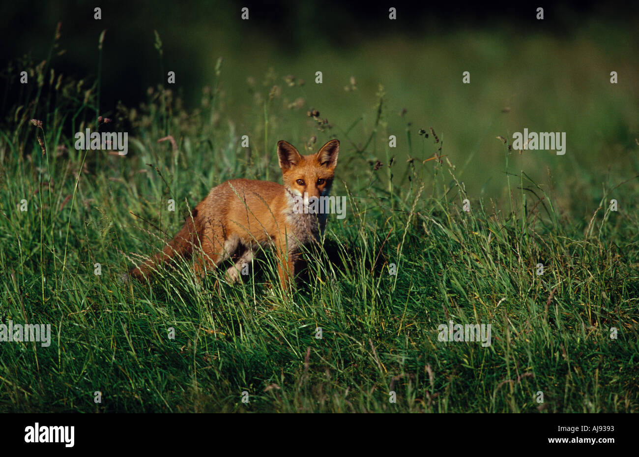 RED FOX OUT HUNTING UK Stock Photo - Alamy