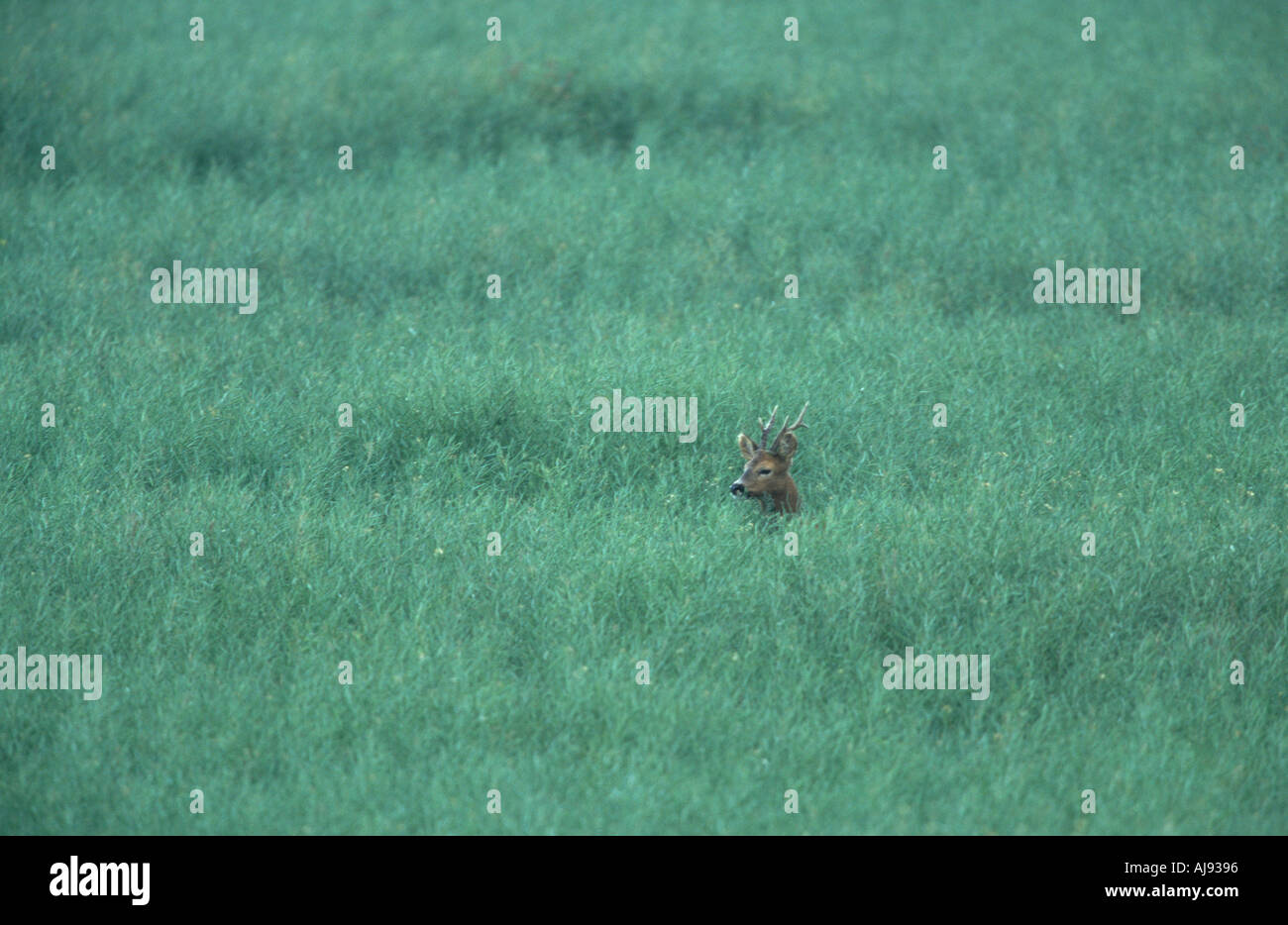 ROE DEER BUCK IN RIPE RAPE SEED FIELD SUSSEX UK Stock Photo - Alamy
