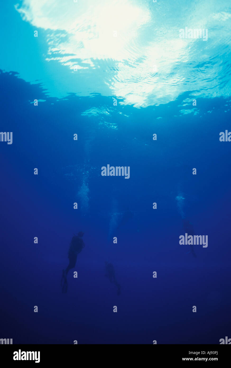 Scubadivers below surface Stock Photo - Alamy