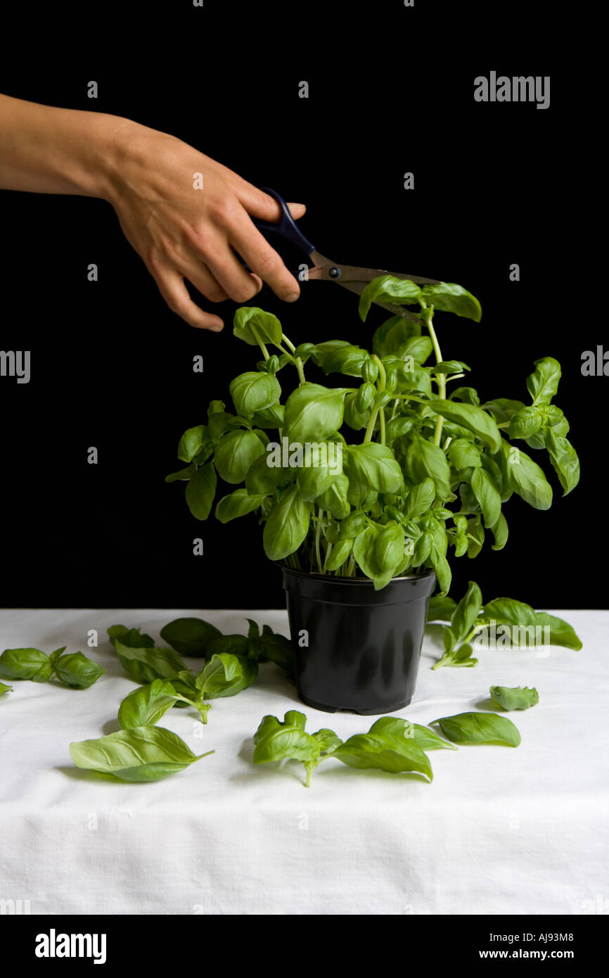 Image human hand cutting leaves hi-res stock photography and images - Alamy