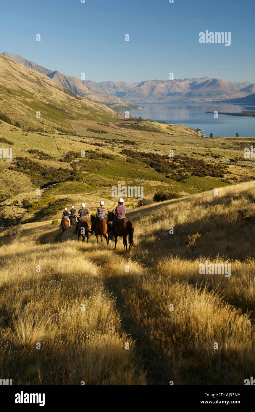 Horseback riding in New Zealand Stock Photo - Alamy