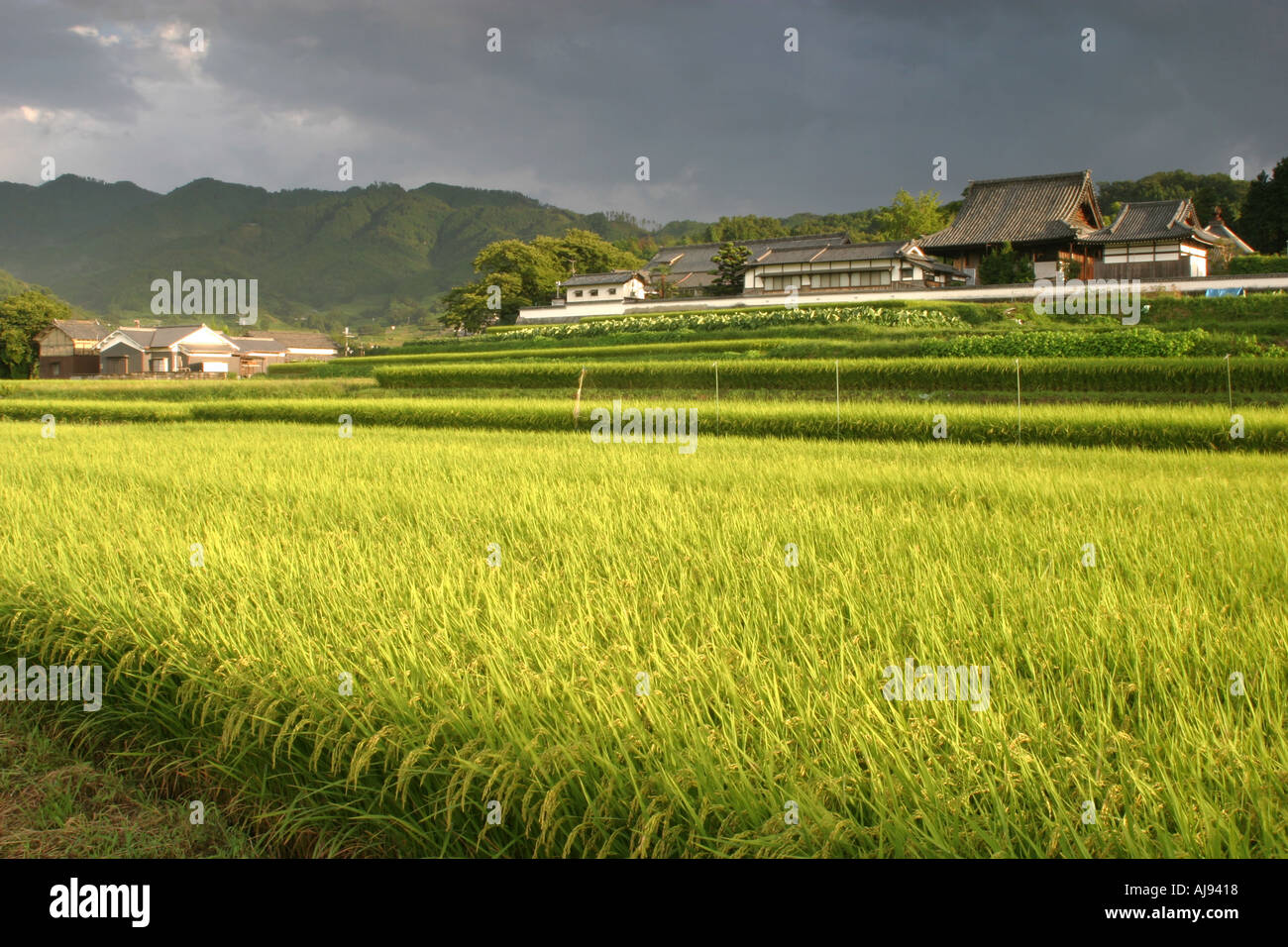 Terraced rice fields in asuka hi-res stock photography and images - Alamy