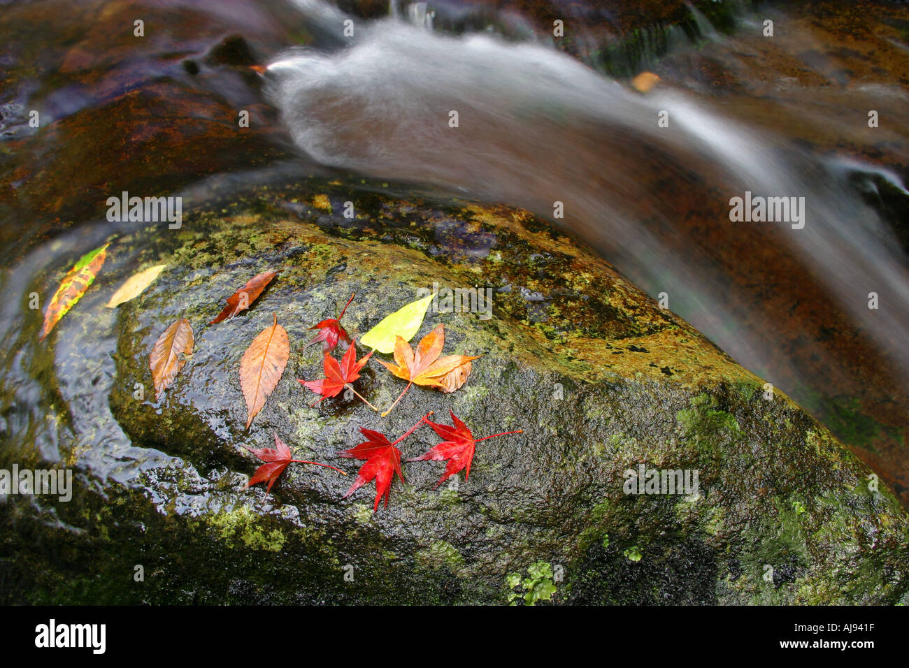 Bright colourful autumn fall leaves lying on a rock in the middle of a ...