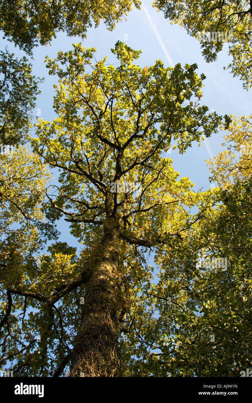 Stock Photo of the canopy of Oak trees The image is shot to enhance the ...