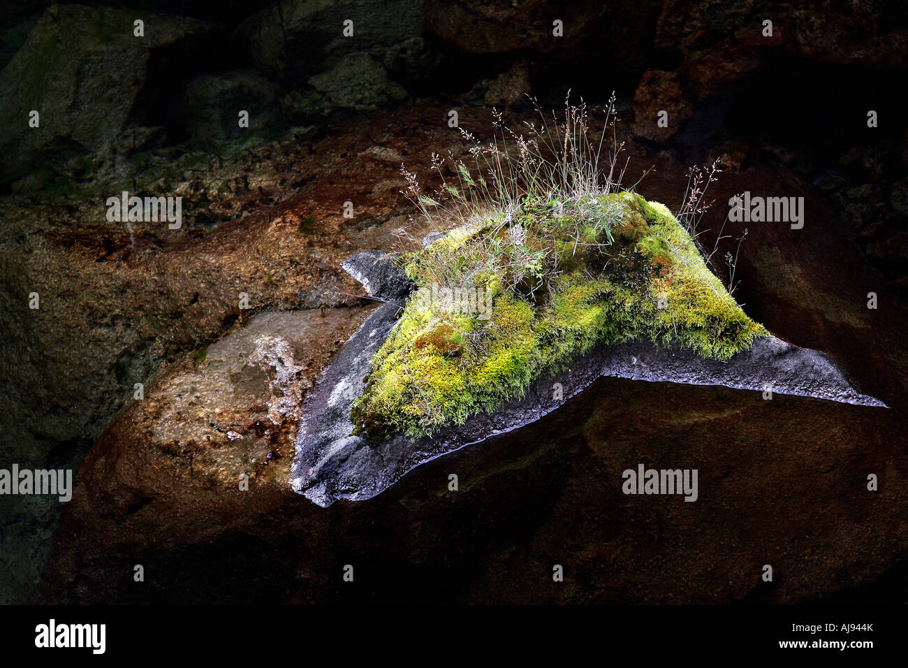 Arctic vegetation in Thingvellir national park Iceland Stock Photo - Alamy