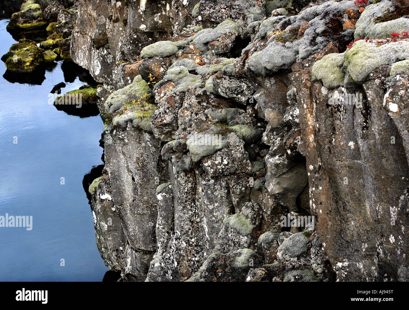 Arctic vegetation in Thingvellir national park Iceland Stock Photo - Alamy