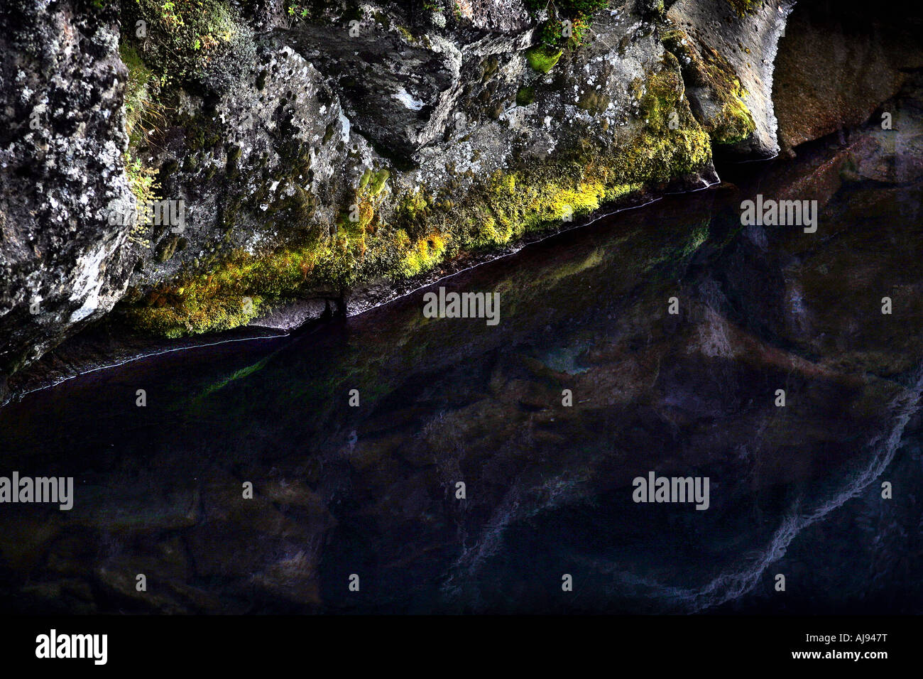 Arctic vegetation in Thingvellir national park Iceland Stock Photo - Alamy