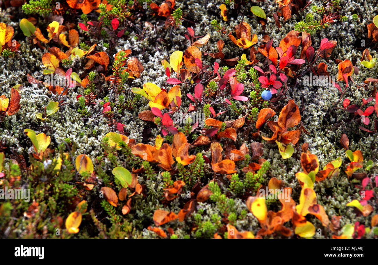 Arctic blueberry hi-res stock photography and images - Alamy