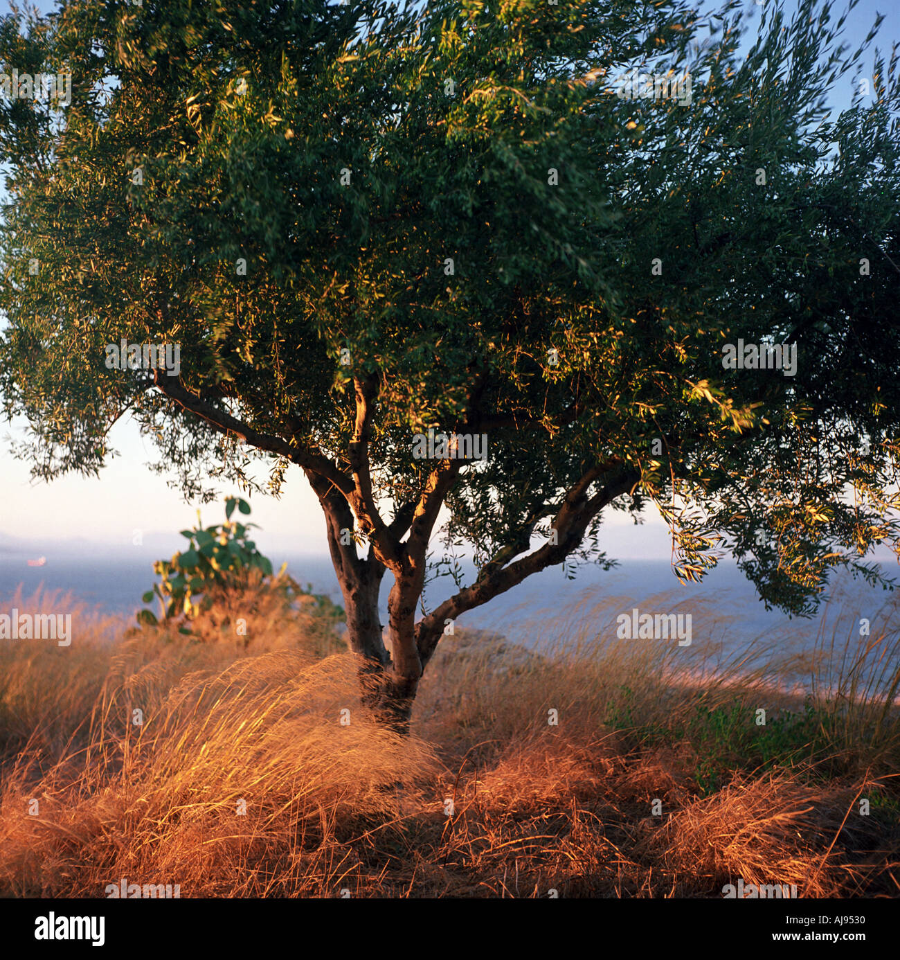 Tree branches blowing in the wind hi-res stock photography and images ...