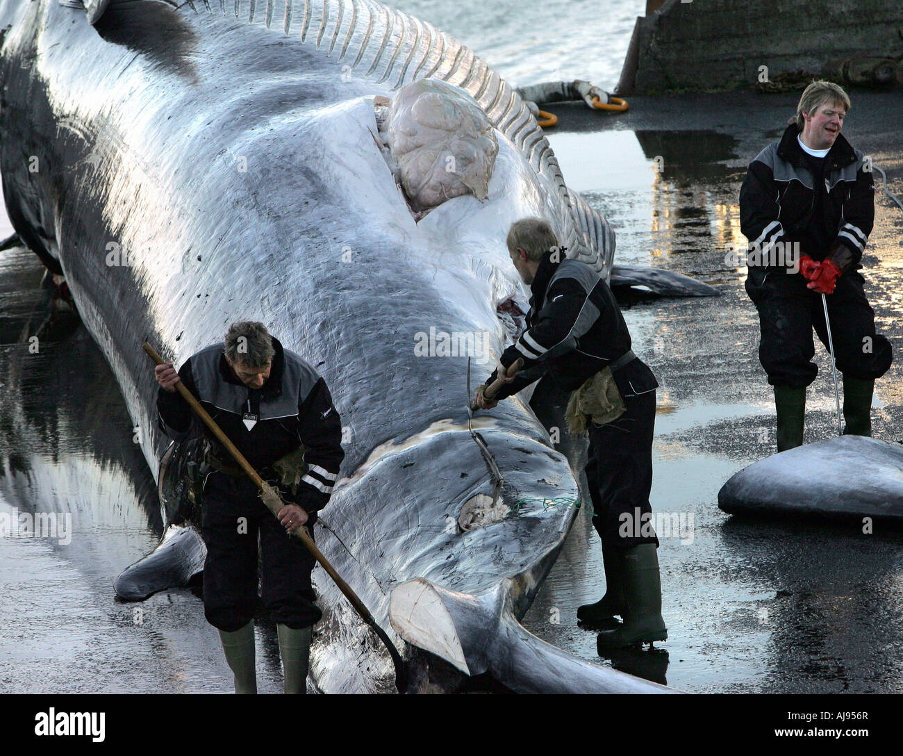 Commercial whaling in Iceland Stock Photo - Alamy