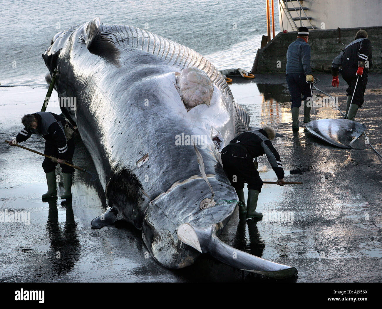 Commercial whaling hi-res stock photography and images - Alamy