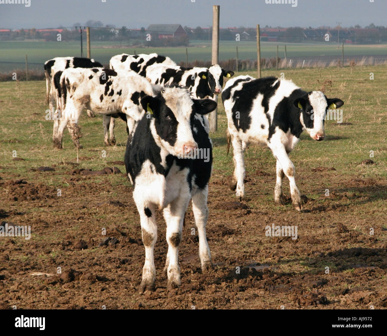 Herd white calves in hi-res stock photography and images - Alamy