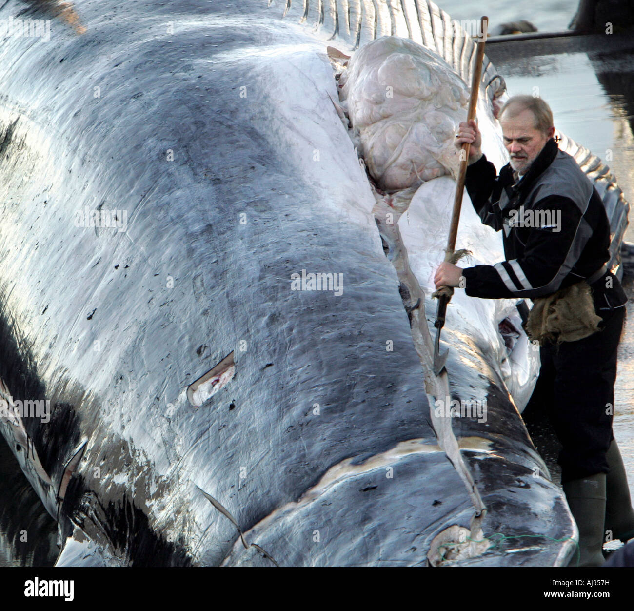 Commercial whaling in Iceland Stock Photo - Alamy