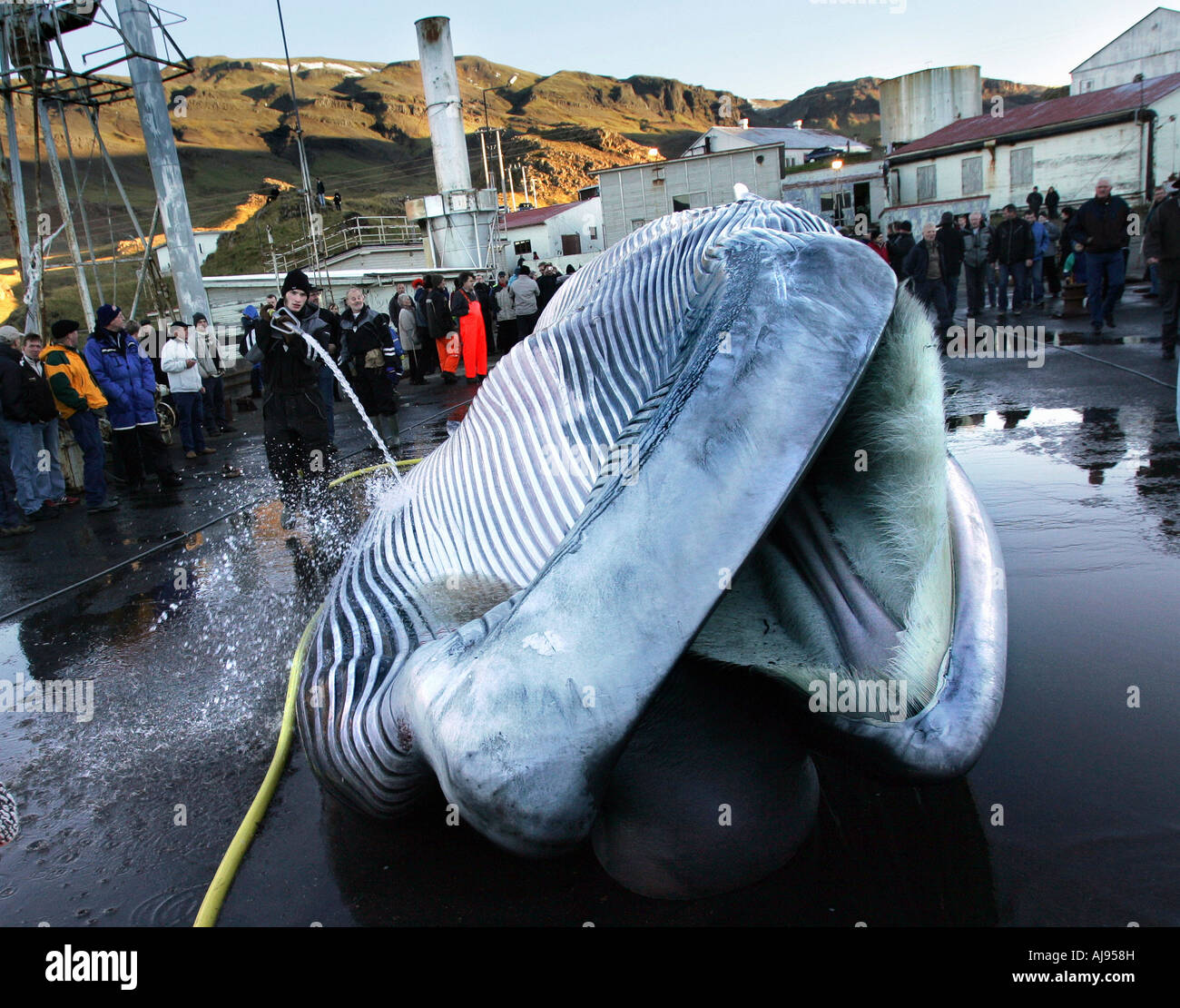 Whale Hunting Iceland Stock Photos & Whale Hunting Iceland Stock Images ...
