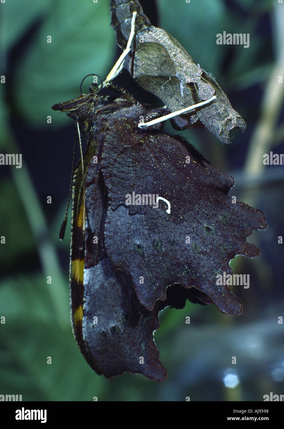 Comma butterfly freshly emerged Stock Photo - Alamy