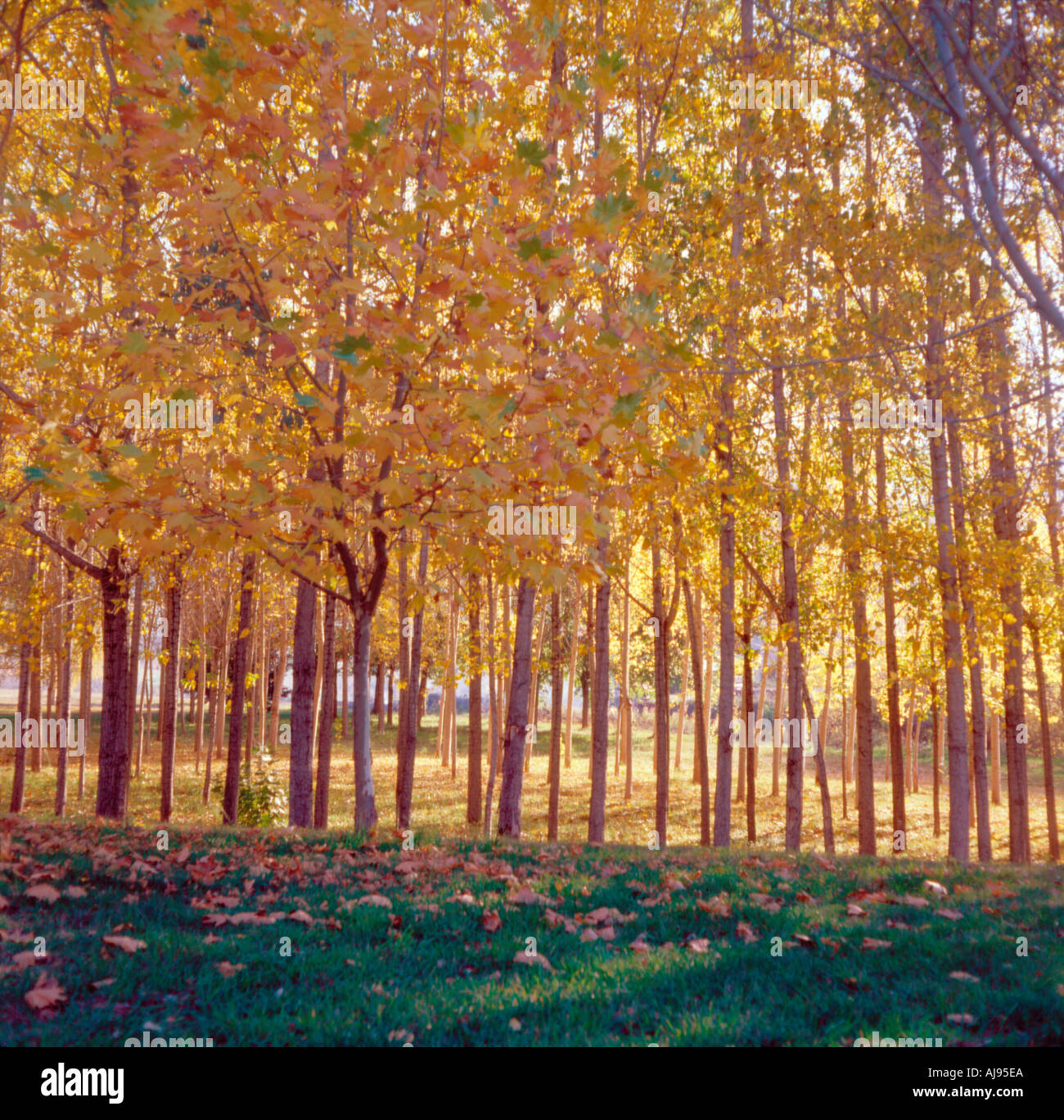 Sun shining through trees in autumn colours Stock Photo - Alamy