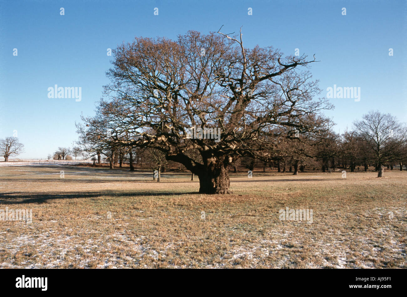 Old oak tree in winter Stock Photo - Alamy