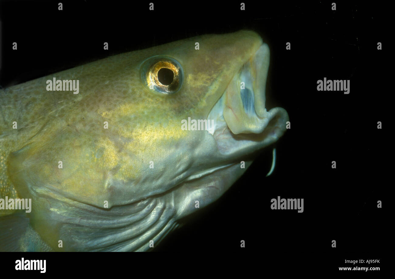 Cod eyes hi-res stock photography and images - Alamy