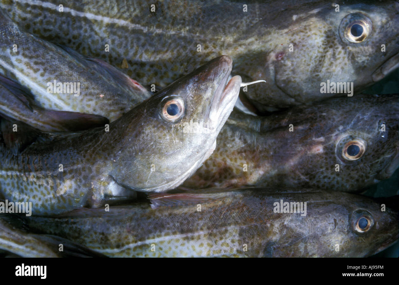 Pile of cods in Iceland Stock Photo - Alamy