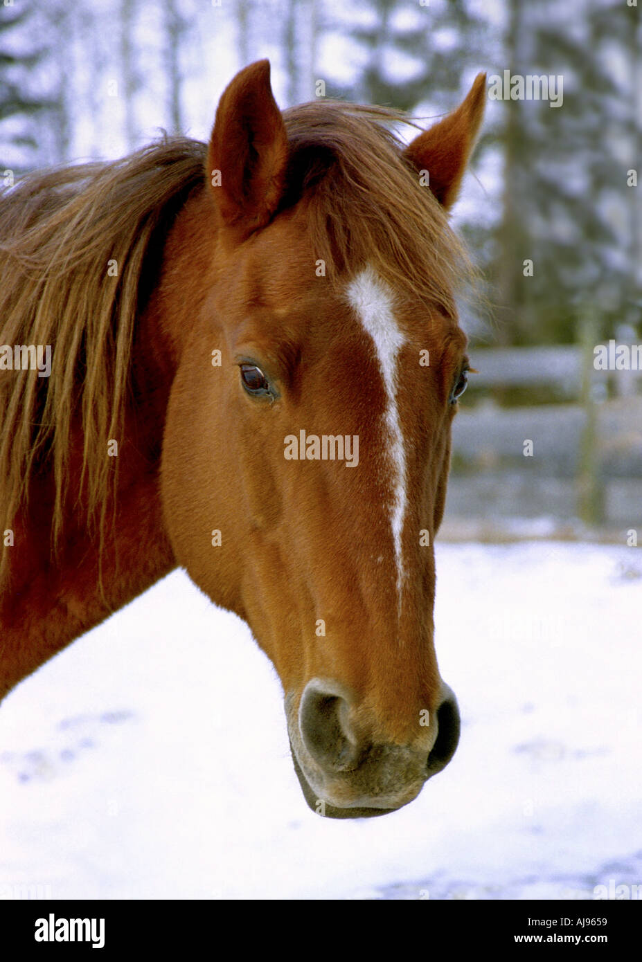 Quarter Horse Alberta Canada Stock Photo - Alamy