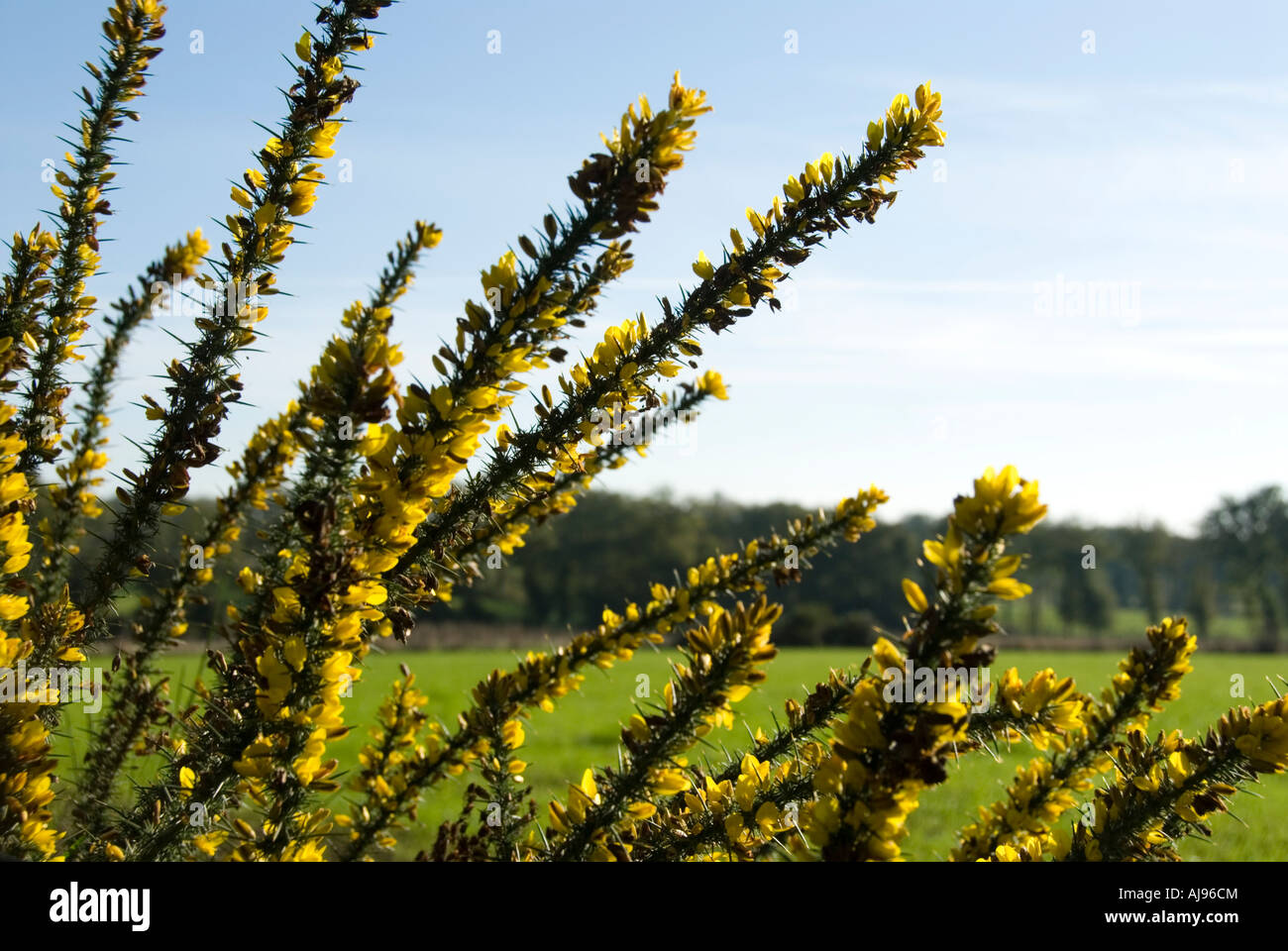 Stock Photo of a gorse bush The image shows the yellow gorse in the ...
