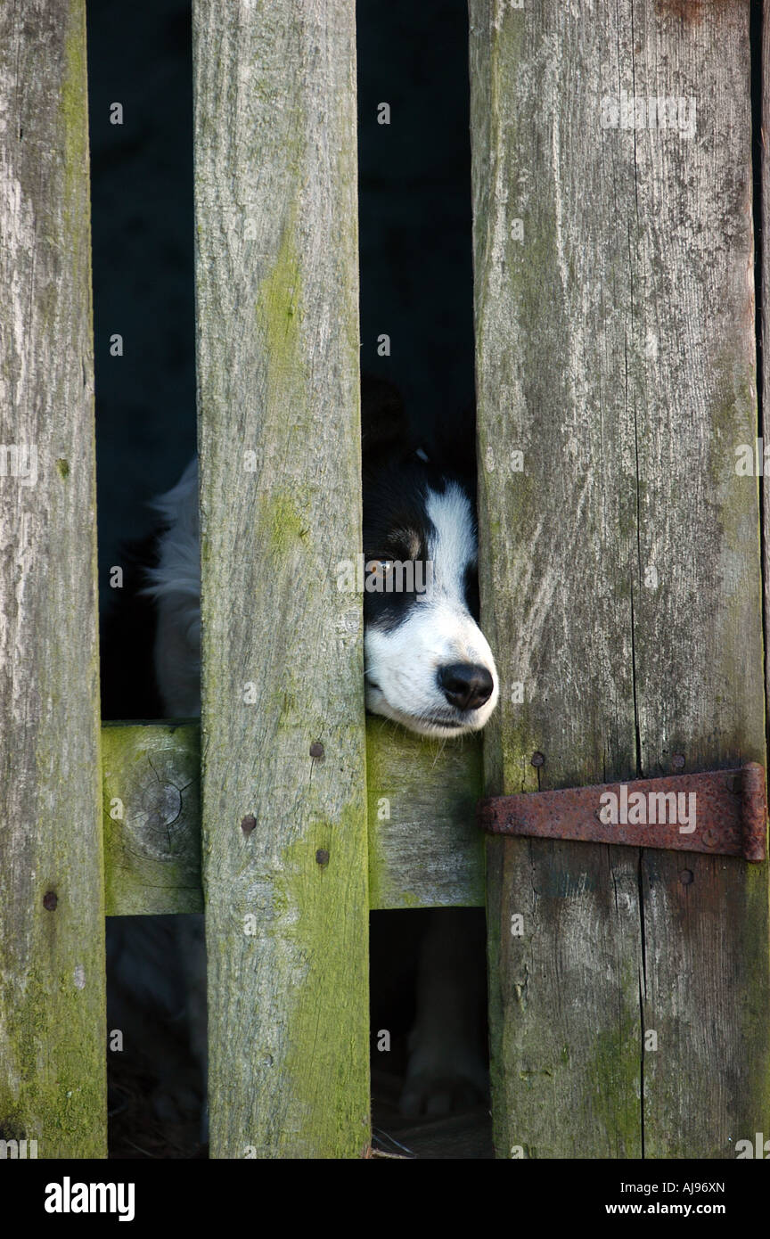 Irish working dog locked up whilst the farm is visited Stock Photo - Alamy