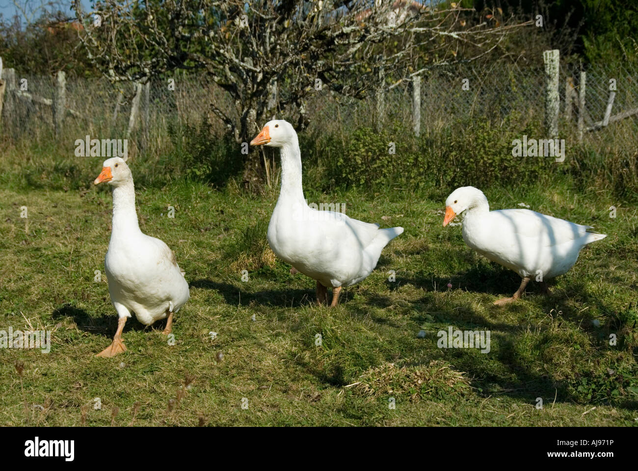 Stock Photo of 3 Geese walking in a line The animals are being reared ...