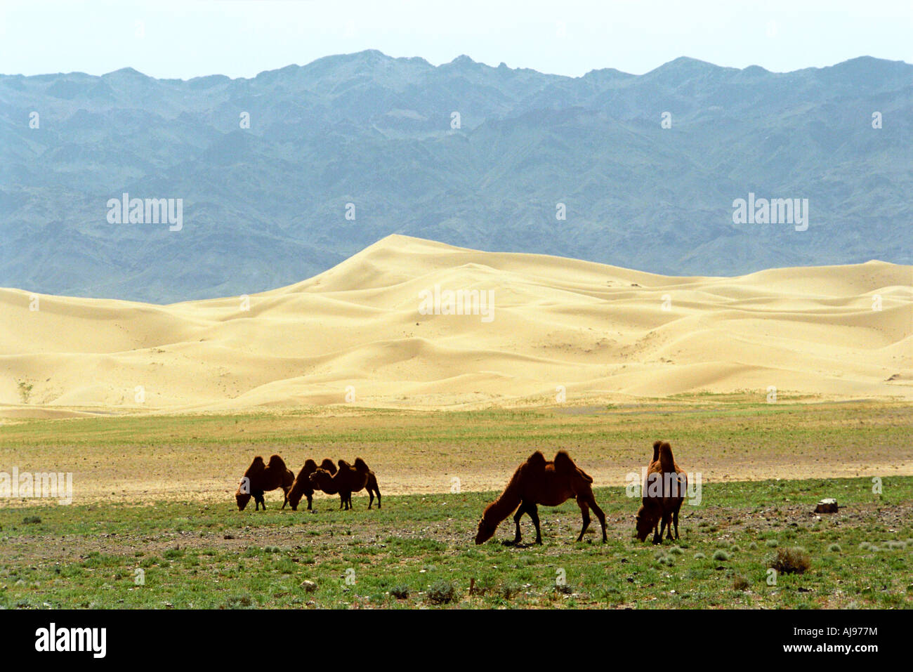 Bactrian camels hi-res stock photography and images - Alamy
