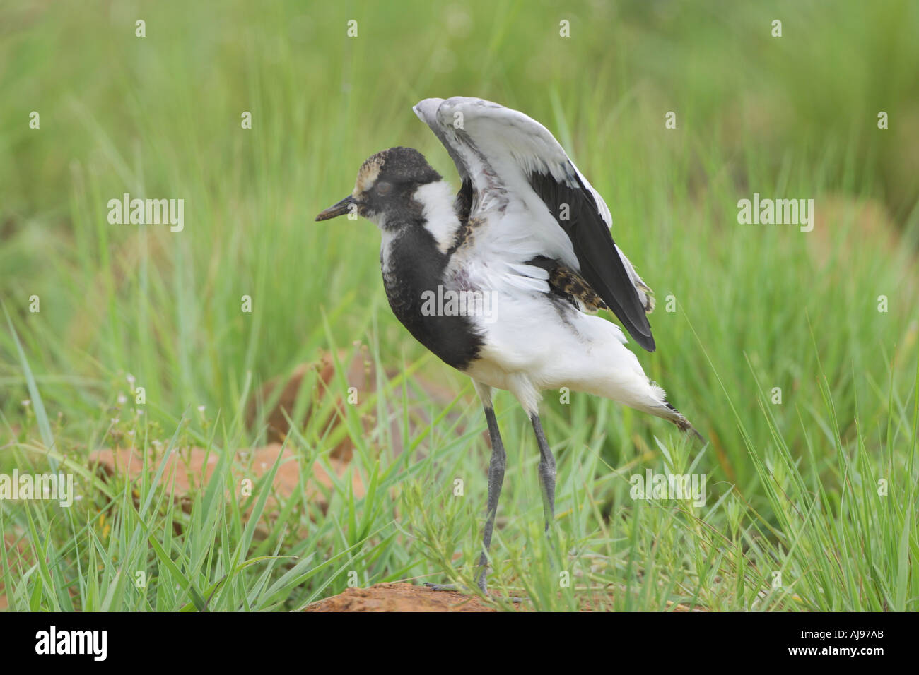 blacksmith plover spreading wings Stock Photo - Alamy