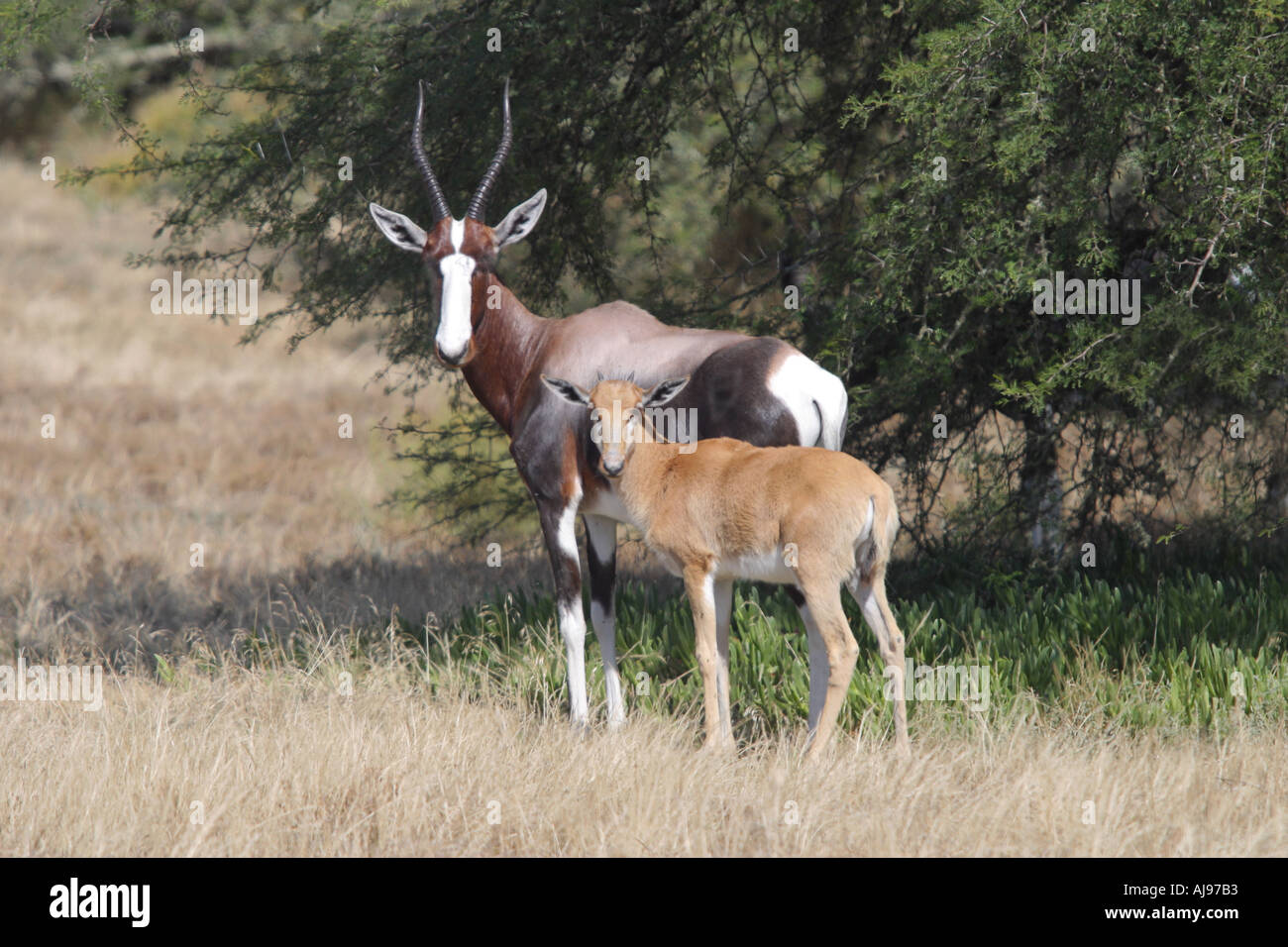 bontebok with young Stock Photo - Alamy