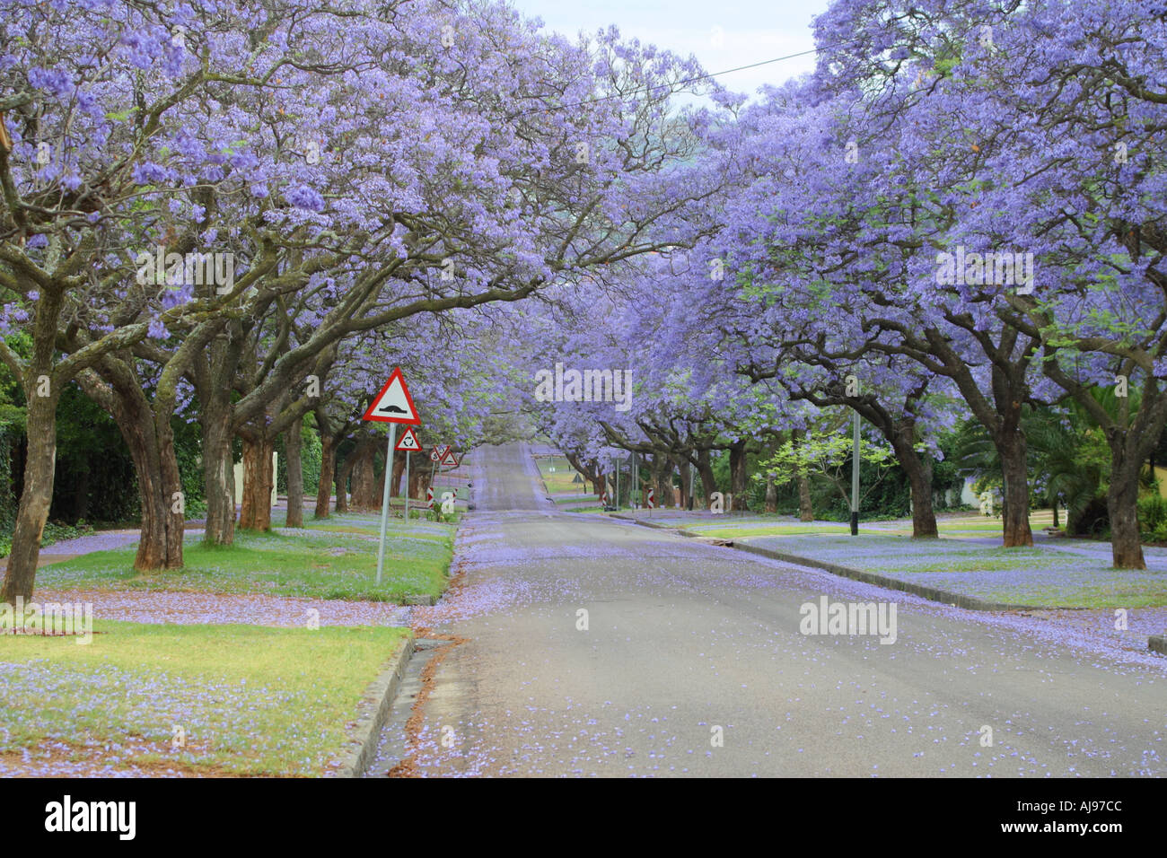 Jakaranda tree hi-res stock photography and images - Alamy