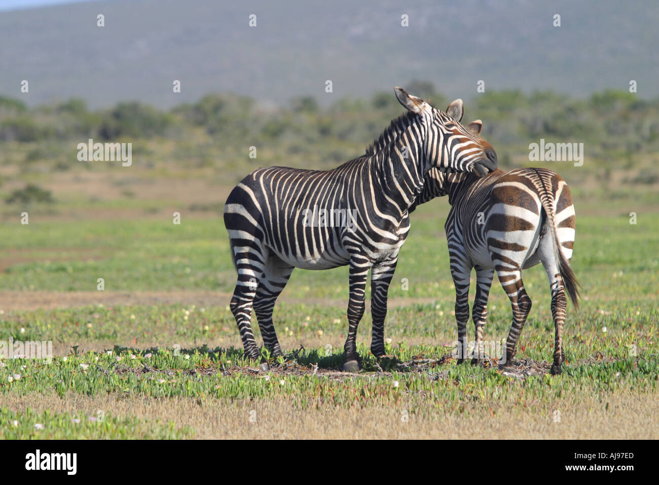 Adults grooming hi-res stock photography and images - Alamy