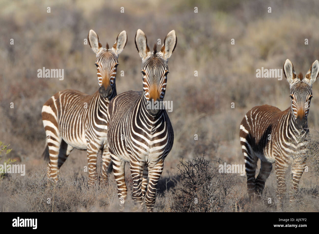 Zebra trio hi-res stock photography and images - Alamy