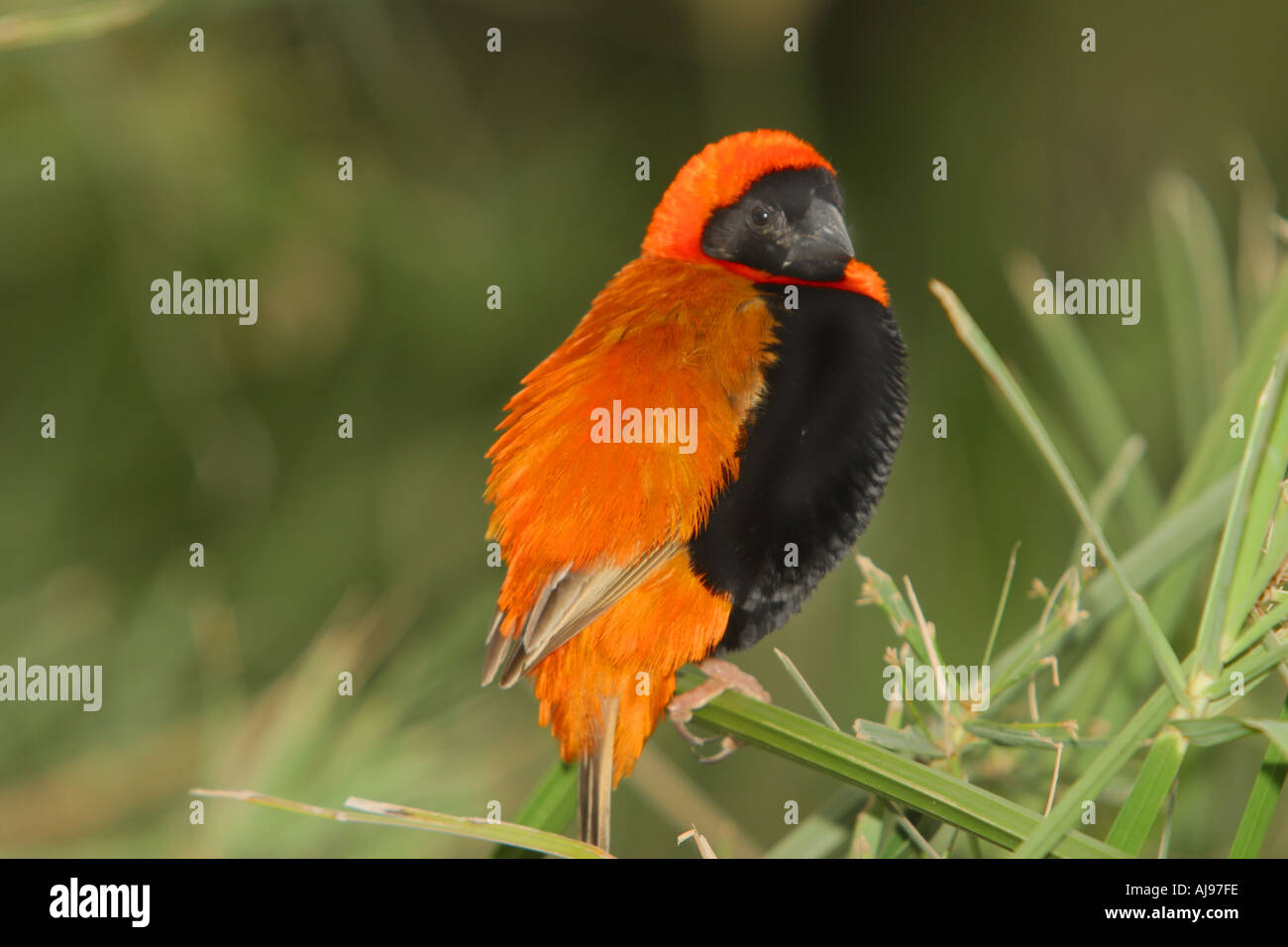 Bischop hi-res stock photography and images - Alamy