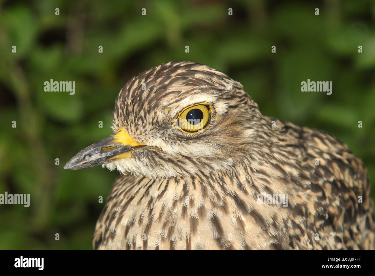 Spotted dikkop hi-res stock photography and images - Alamy