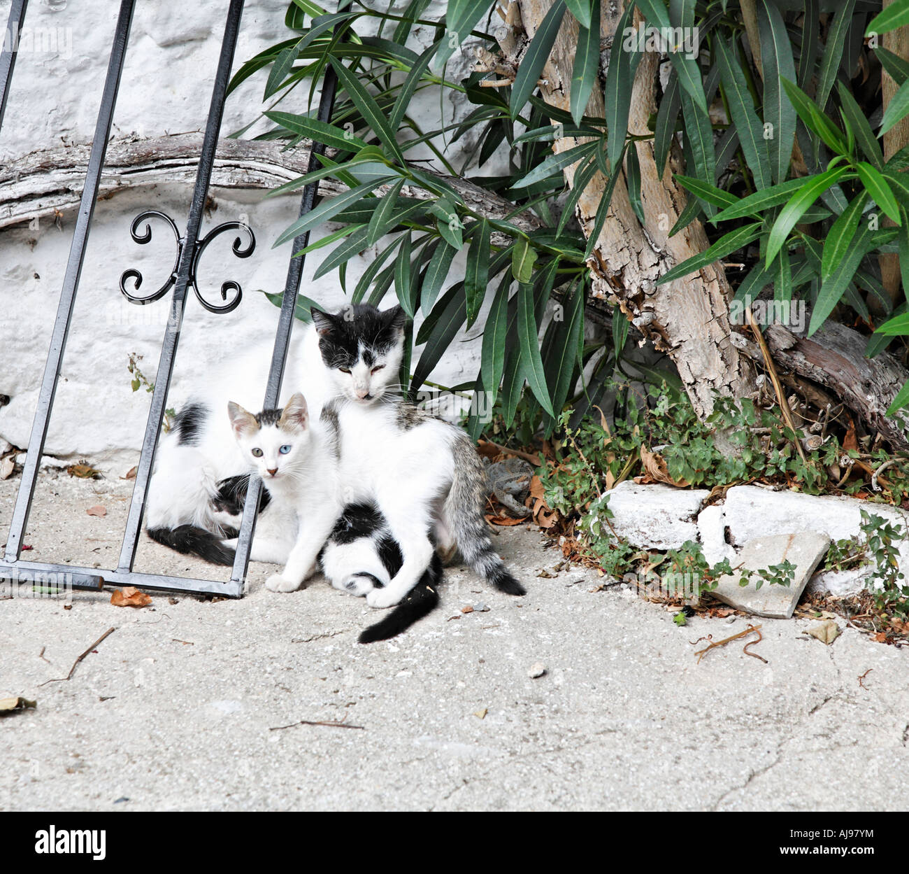 Cats In The Village Of Hora Samothraki Greek Islands Greece Hellas ...