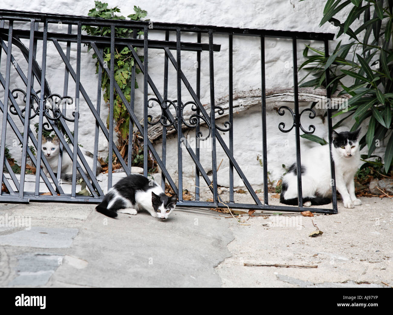 Cats In The Village Of Hora Samothraki Greek Islands Greece Hellas ...
