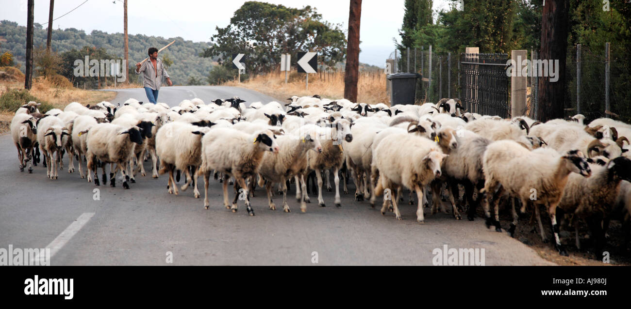 Greek shepherd hi-res stock photography and images - Alamy