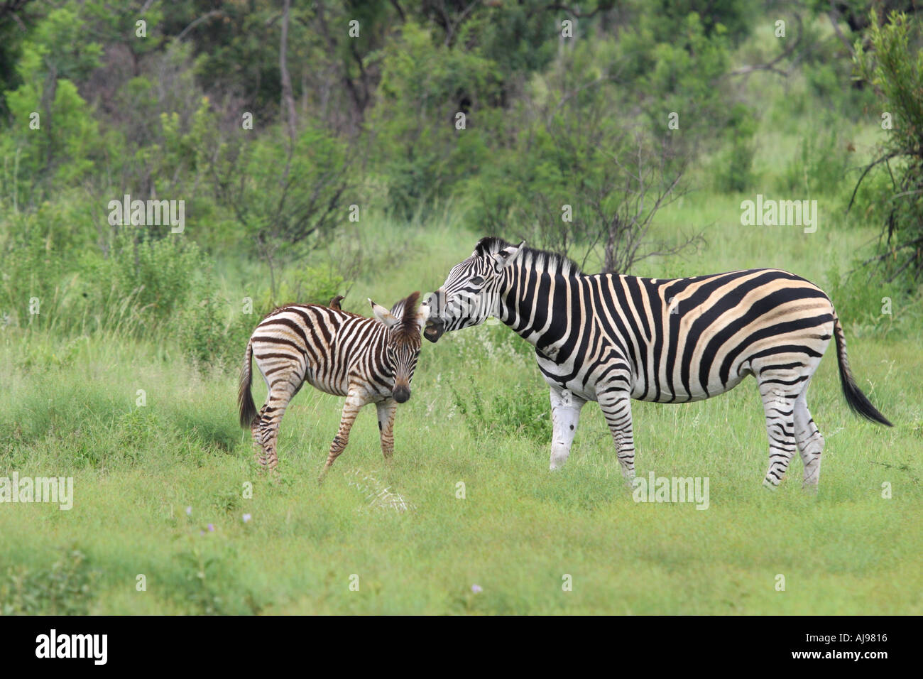 Zebra grooming hi-res stock photography and images - Alamy