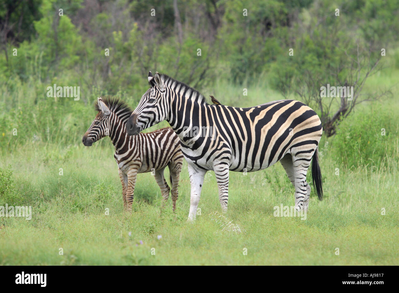 zebra with young Stock Photo - Alamy