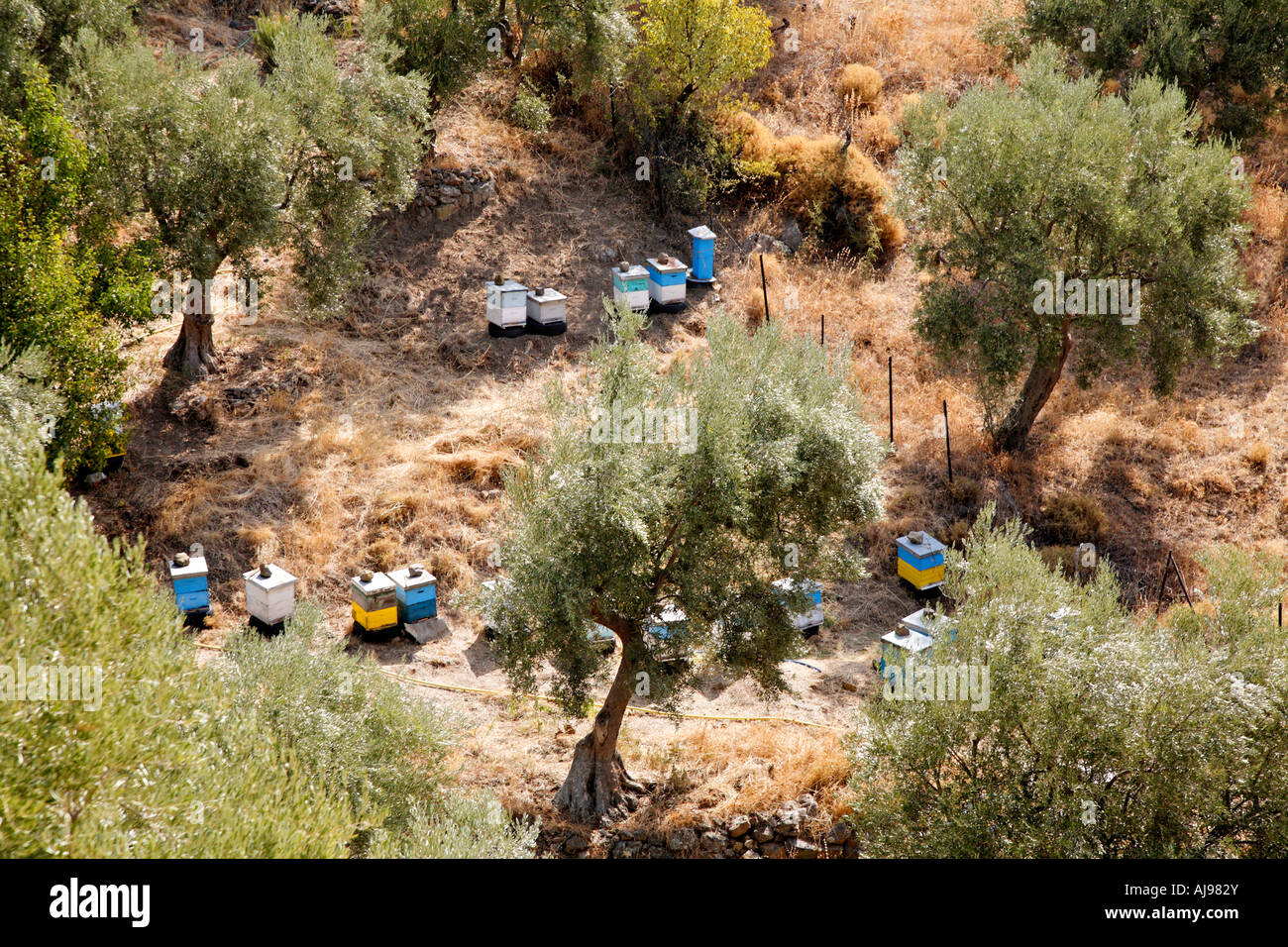 Image of honey farming hi-res stock photography and images - Alamy