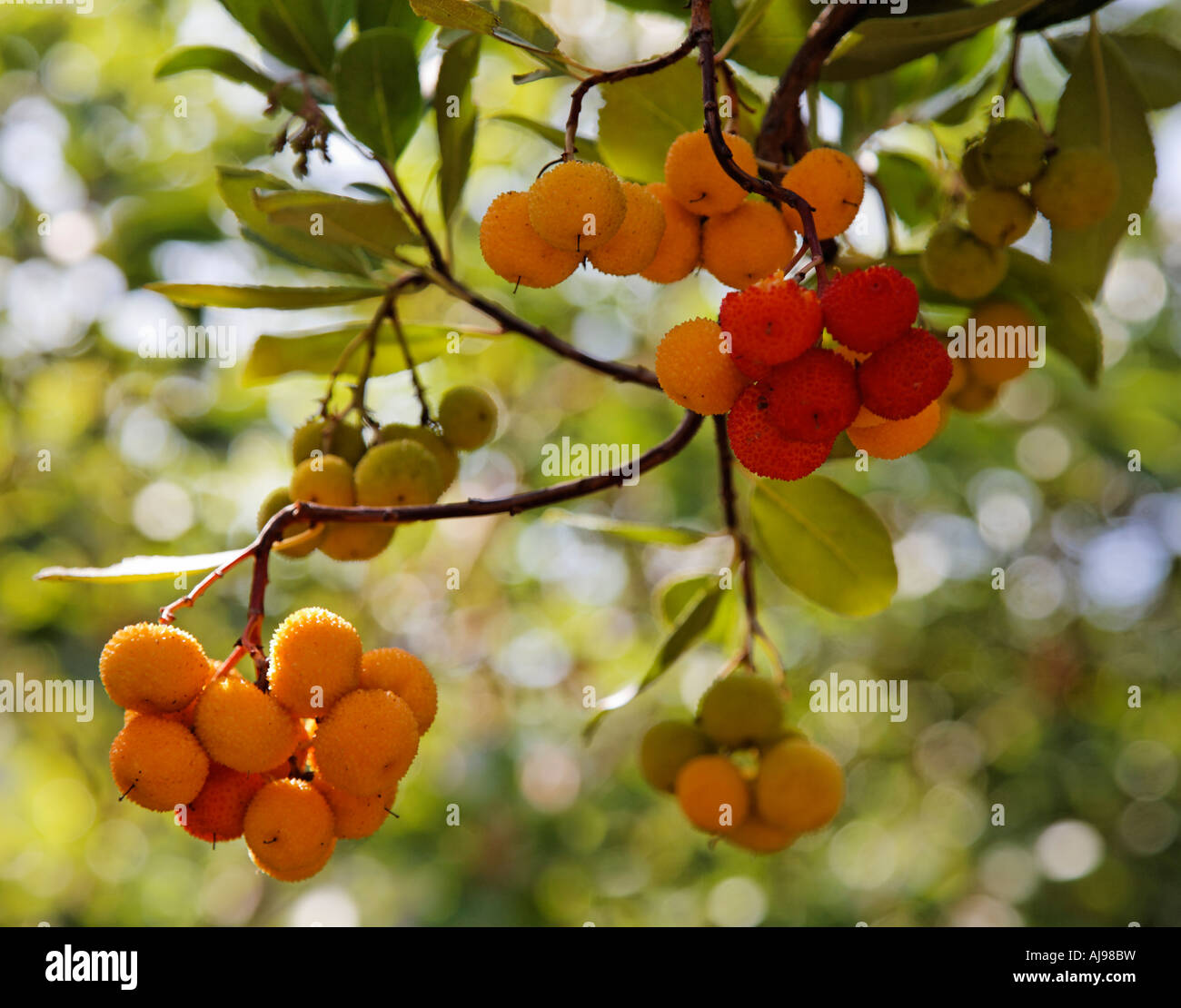 Local Fruit Trees Samothraki Greek Islands Greece Hellas Stock Photo ...