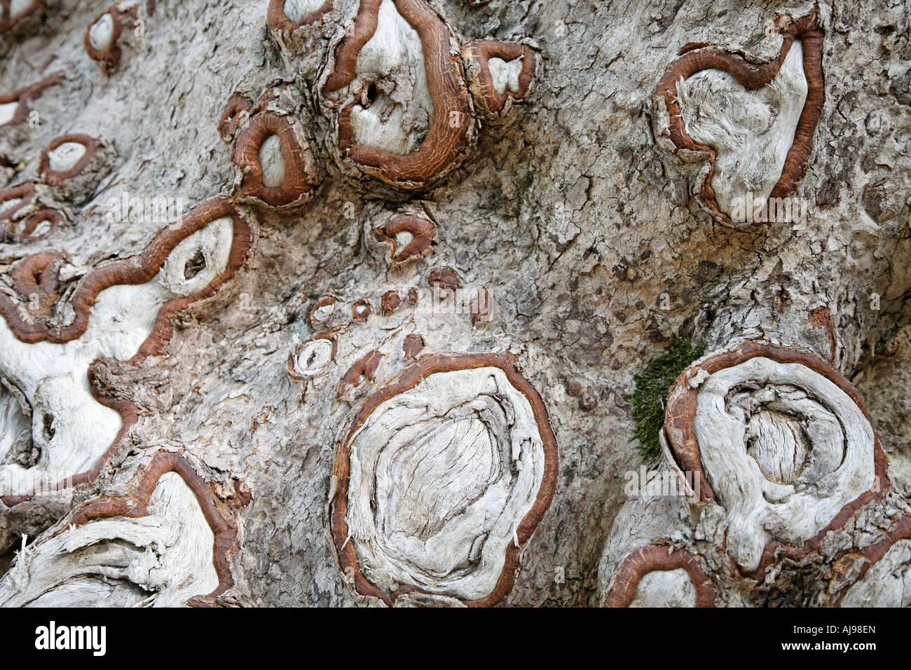 Tree Bark Samothraki Greek islands Greece hellas Stock Photo - Alamy