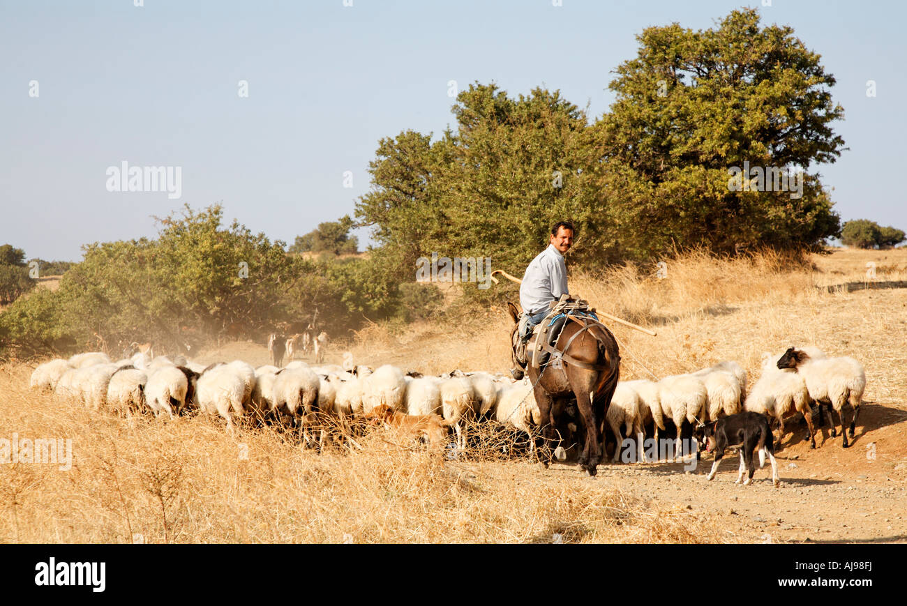 Greek shepherd hi-res stock photography and images - Alamy