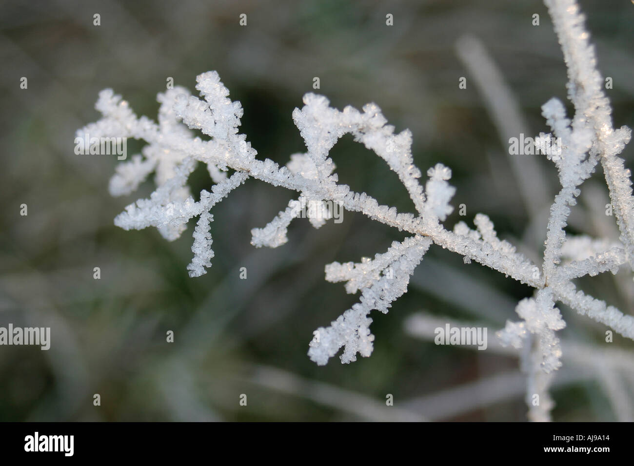 Hard frost on grass stems Morning sun Stock Photo - Alamy