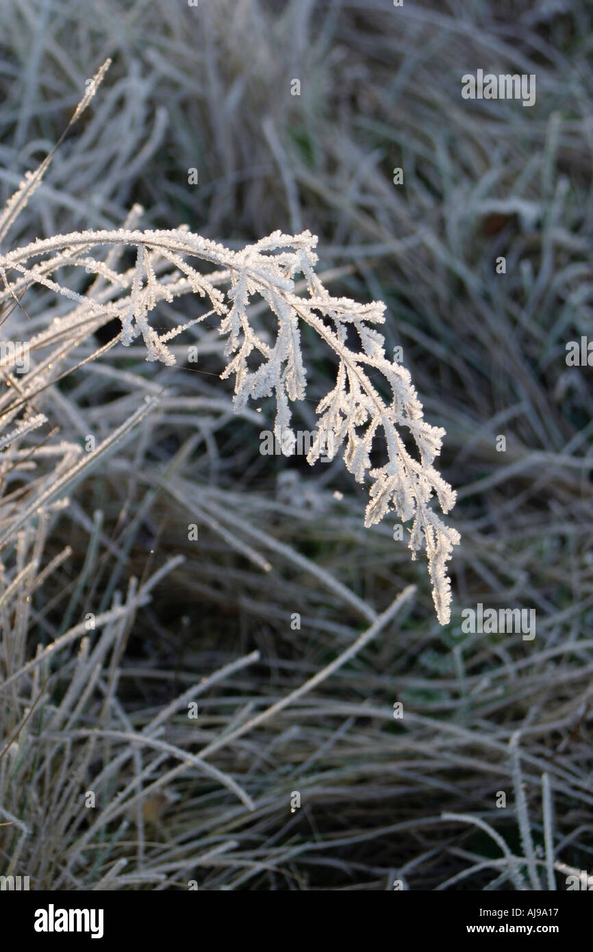 Hard frost on grasses Morning sun Stock Photo - Alamy