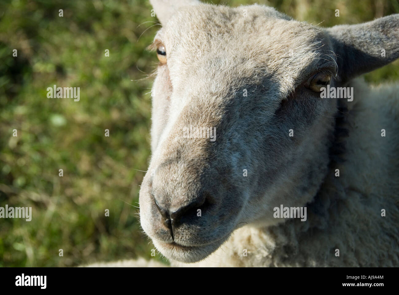 Stock Photo of a close up shot of a sheeps head Stock Photo - Alamy